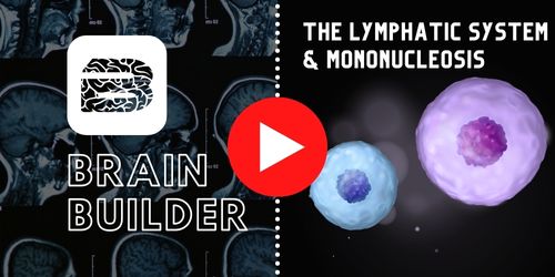 The Lymphatic System and Mononucleosis