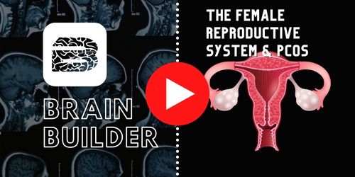 The Female Reproductive System and Polycystic Ovarian Syndrome