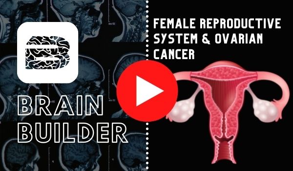 Female Reproductive System and Ovarian Cancer