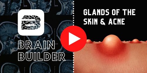 Glands of the Skin and Acne | 3D Anatomy