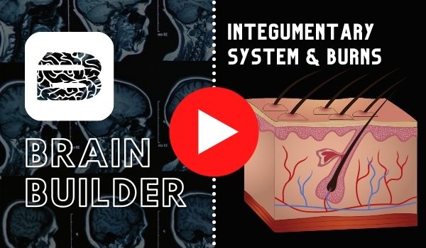 Integumentary System and Burns | Real 3D Anatomy