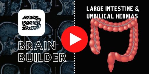 Large Intestine and Umbilical Hernias Brain Builder | BodyViz 3D