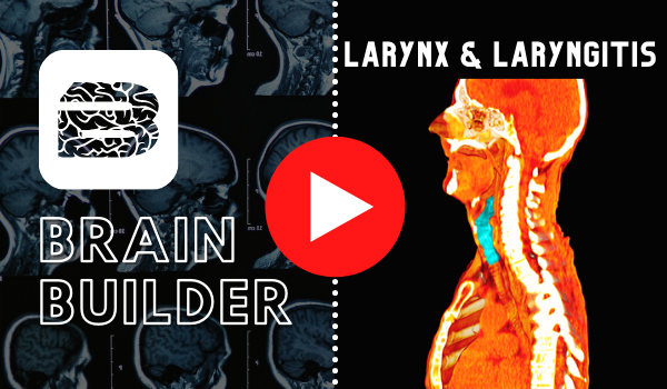The Larynx and Laryngitis | Respiratory System
