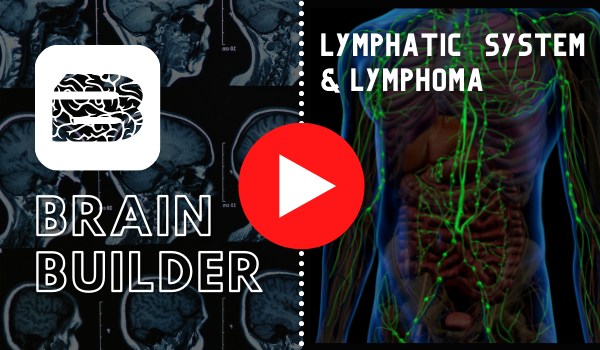The Lymphatic System and Lymphoma | 3D Human Anatomy