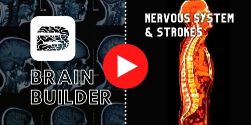 The Nervous System and Strokes | 3D Human Anatomy