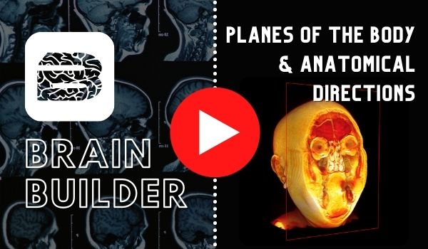 Planes of the Body and Anatomical Directions Brain Builder