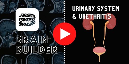 Urinary System and Urethritis | BodyViz Brain Builder