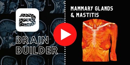 Mammary Glands and Mastitis