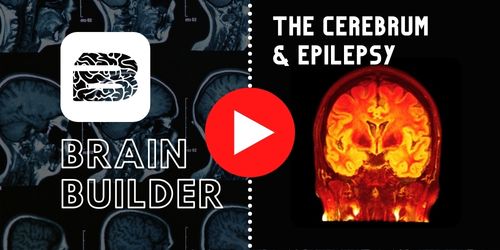 The Cerebrum and Epilepsy