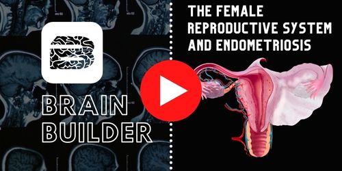 The Female Reproductive System and Endometriosis