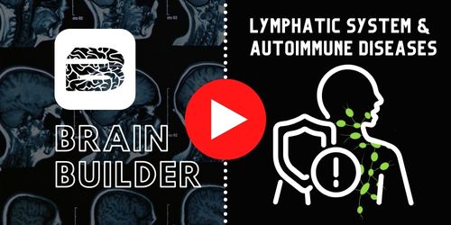 The Lymphatic System and Autoimmune Diseases | Real 3D Anatomy