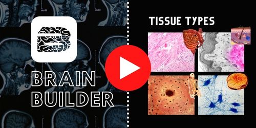 Tissue Types | BodyViz Brain Builder | Real 3D Anatomy Dissection